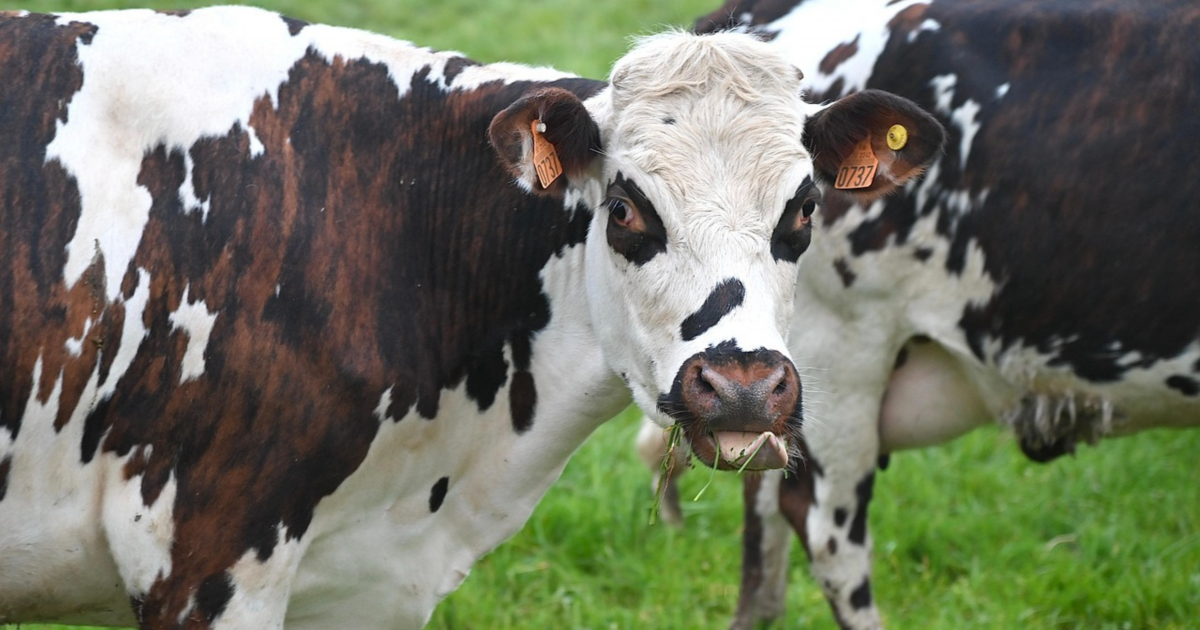 Dermatose nodulaire : des bovins sacrifiés en vain