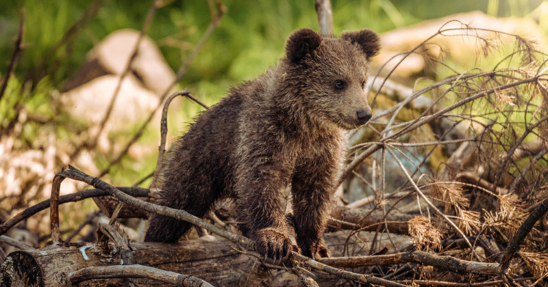 Du retour de l'ours brun dans les Pyrénées à la chasse des (…)